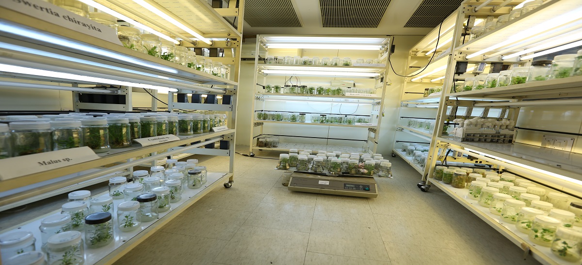 Plant tissue culture room